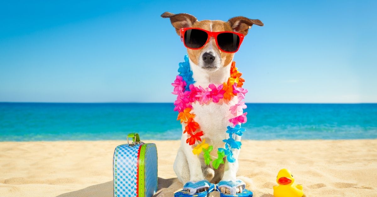 starpet| Website Terms and Conditions